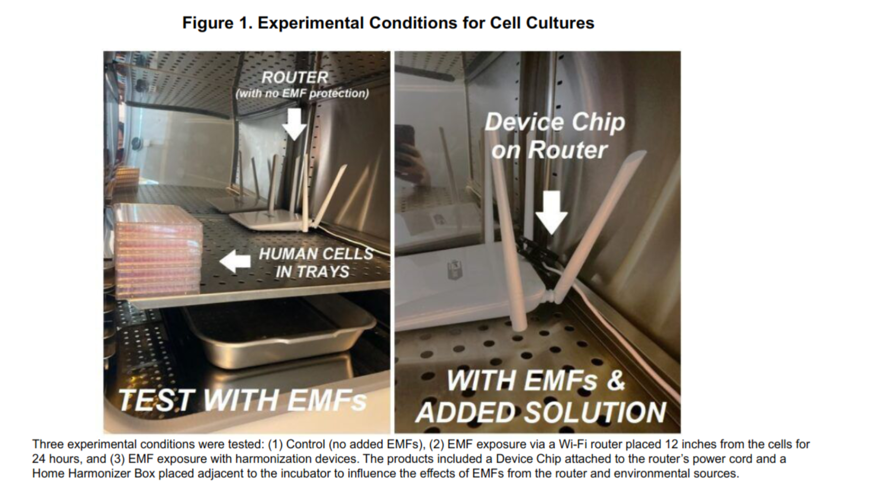 HUMAN CELL & EMF STUDY –> Indep Lab shows cellular effects return to ...